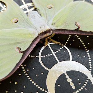 Framed Luna Moth Shadow Box: Gold Star Tarot Print Gothic Wall Decor - Etsy