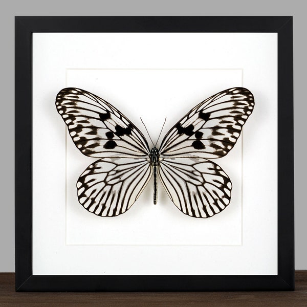 Real Butterfly - Etsy