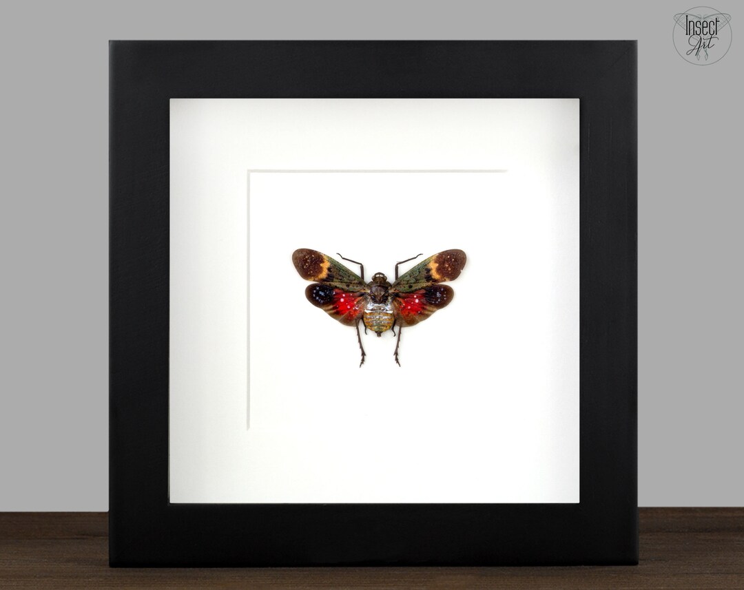 Real Framed Planthopper Cicada Penthicodes Farinosa Bug Frame Dried ...