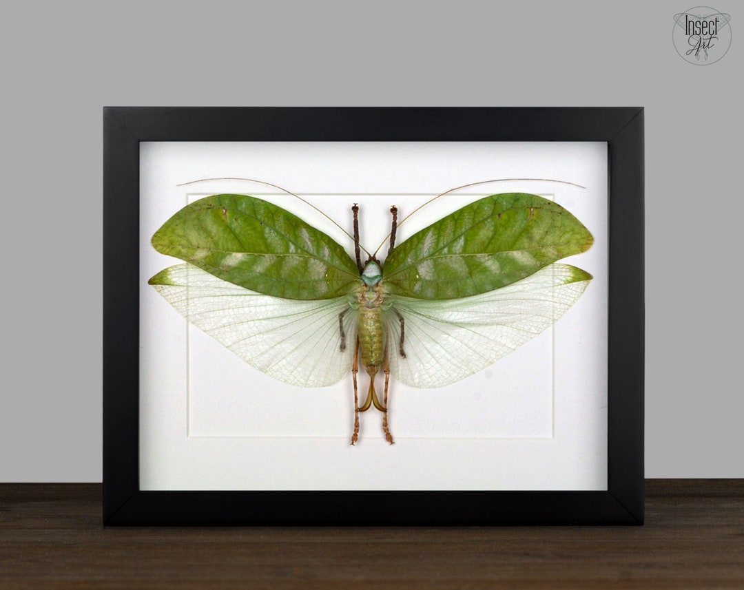 Real Framed Giant Katydid Grasshopper Shadow Box Bug Frame Taxidermy ...