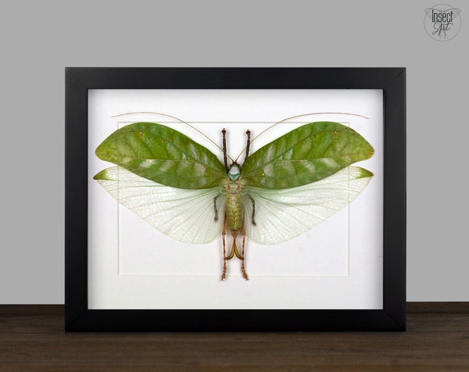 Real Framed Giant Katydid Grasshopper Shadow Box Bug Frame Taxidermy ...