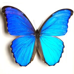 Real Framed Blue Butterfly Giant Morpho Shadow Box Frame Moth ...