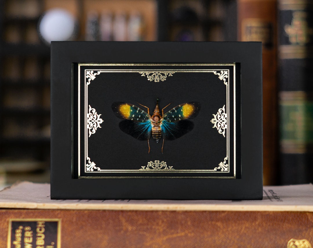 Framed Lanternfly Cicada, Gold Foil Ornament Frame Print, Pyrops Gunjii ...