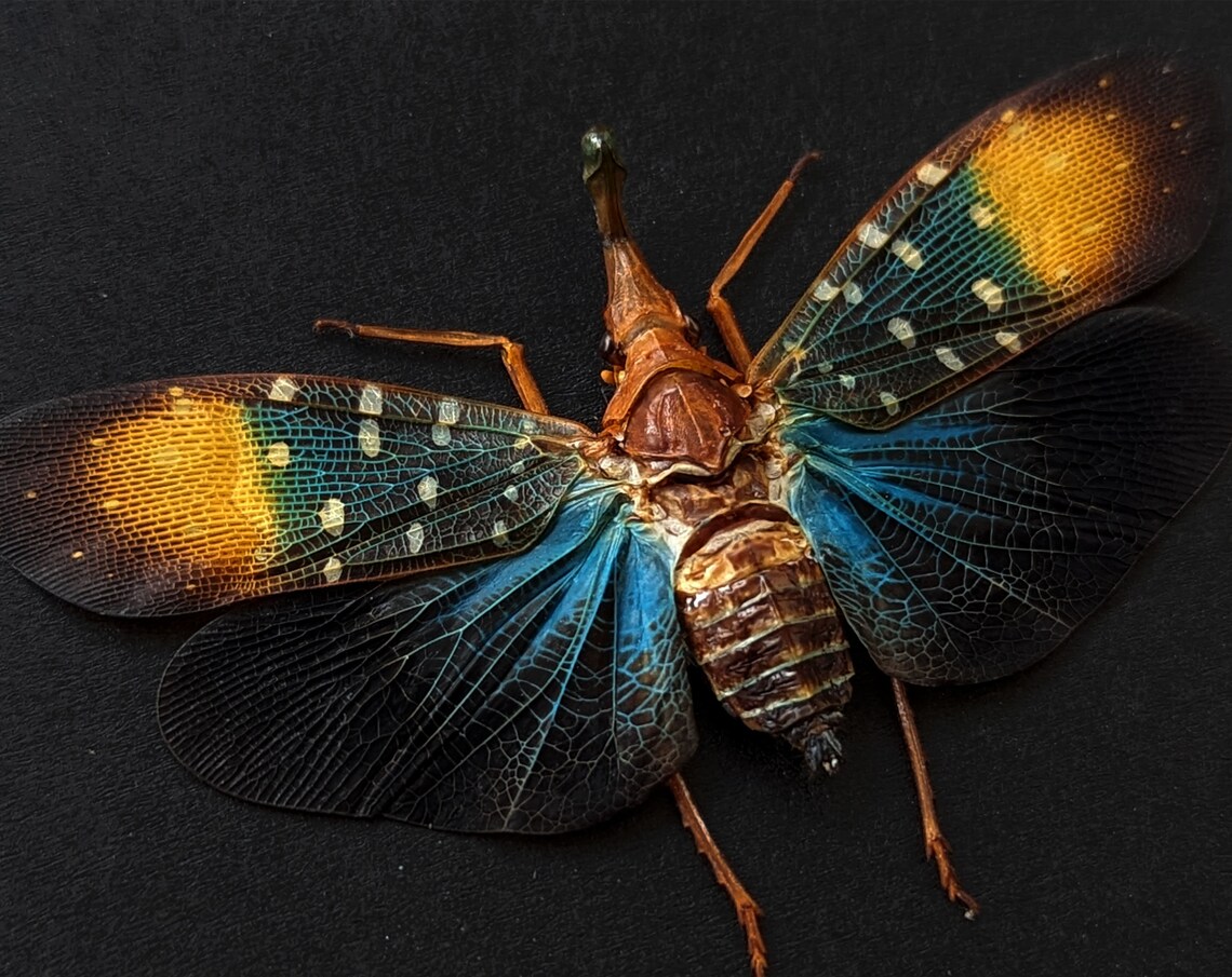 Real Framed Rainbow Lanternfly Fulgorid Moth Butterfly Shadow Box ...