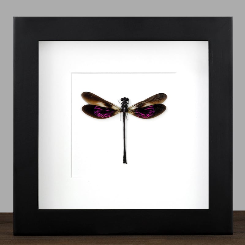 Dragonfly Home Decor - Etsy