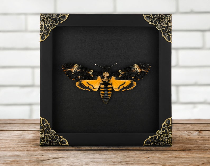 Real Framed Death Head Hawkmoth, Death Moth Butterfly Shadow Box ...