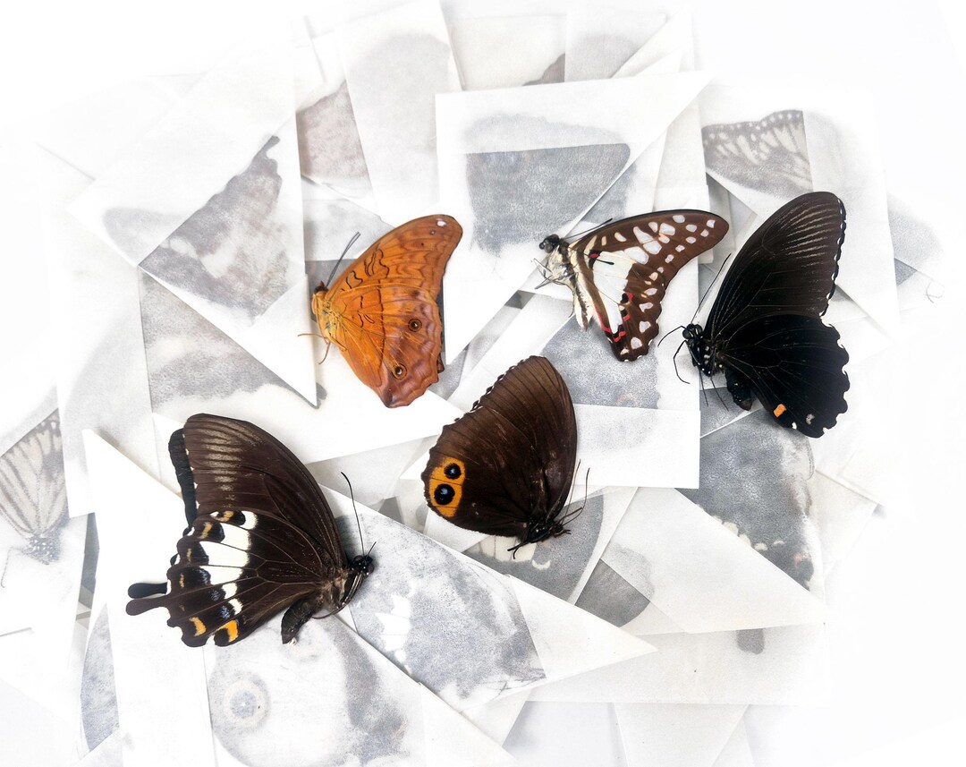 10 Real Mixed Butterflies Unprepared/folded Papered Pinned Butterfly ...