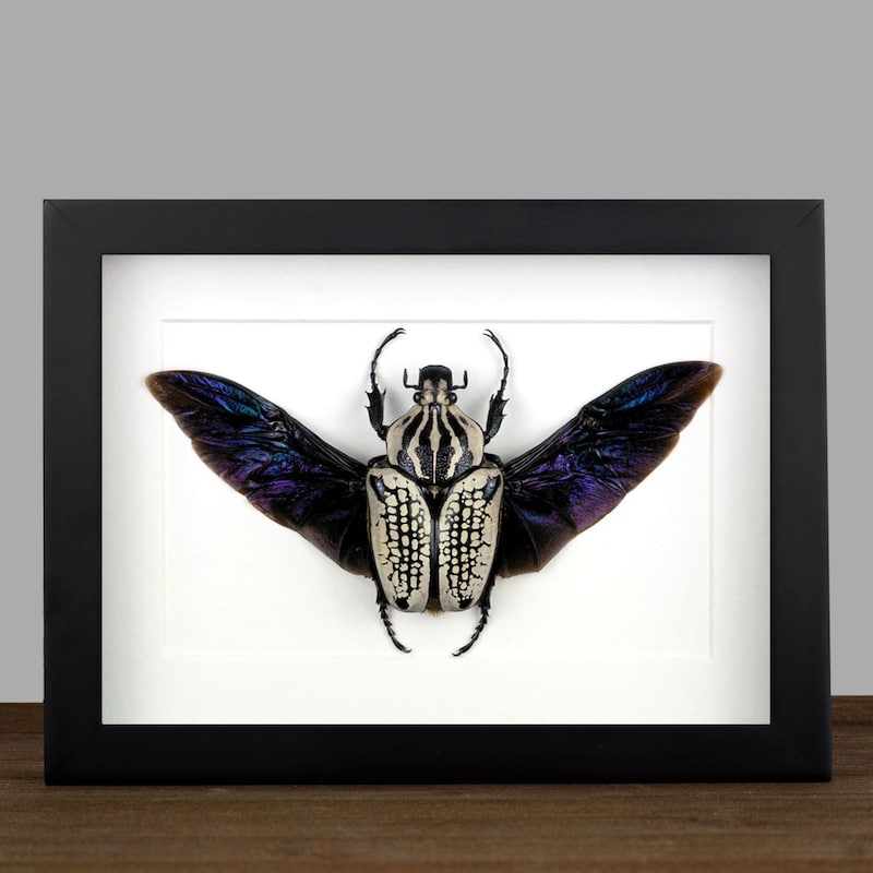 Framed Insects - Etsy