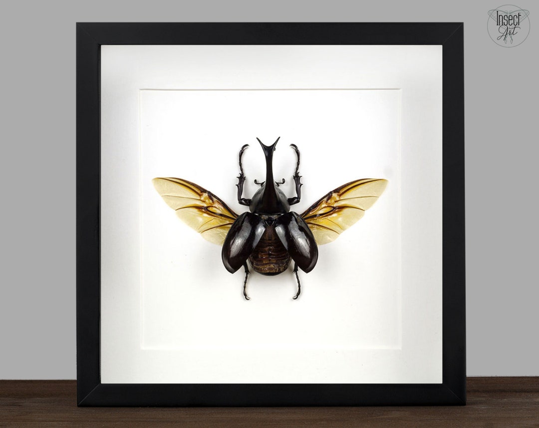 Real Framed Rhino Scarab Beetle Xylotrupes Gideon Shadow Box Insect ...
