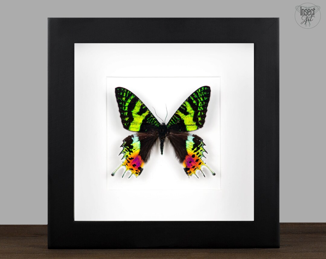 Framed Sunset Moth: Real Madagascar Butterfly, Entomology Display - Etsy