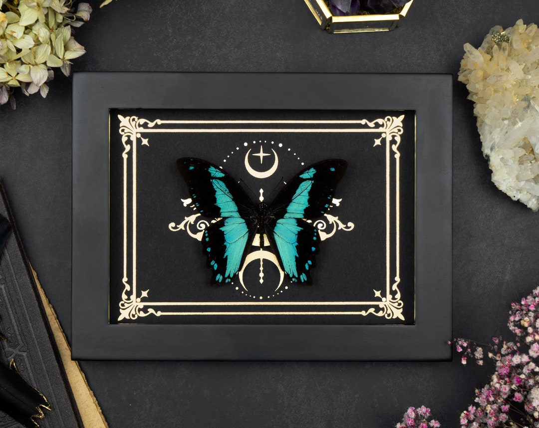 Real Framed Butterfly Gold Tarot Print Papilio Bromius Dried Insect ...