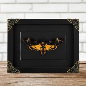 Real Framed Death Head Hawkmoth, Moth in Shadow Box, Butterfly Baroque ...