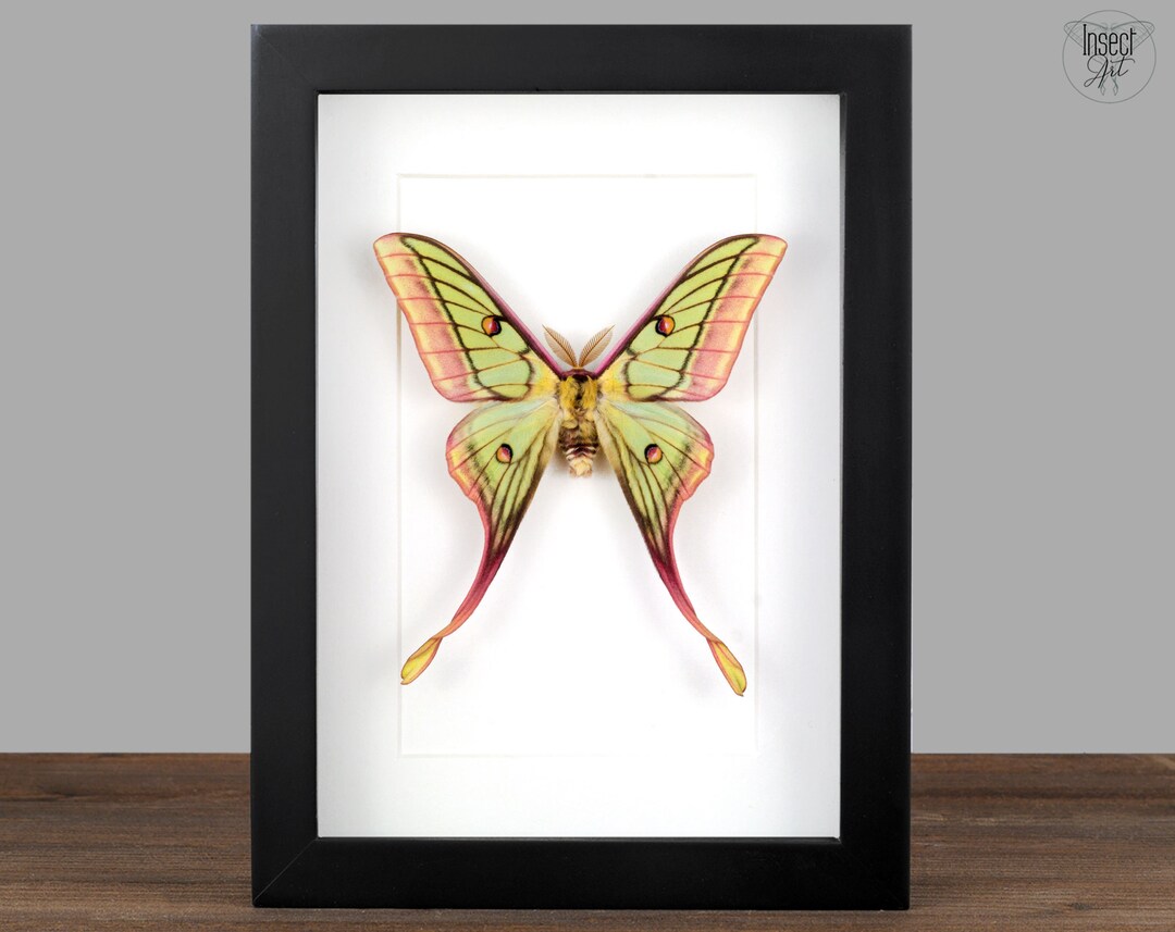 Beautiful Rare Framed Hybrid Luna Moth Graellsia X Actias Dubernardi ...