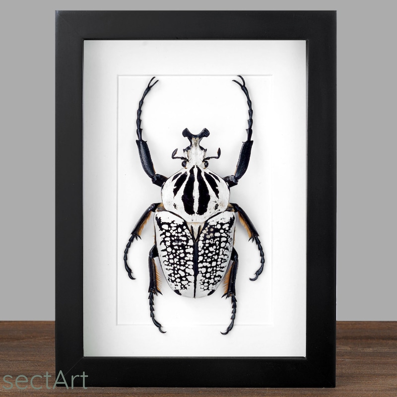 Real Beatles Bugs - Etsy
