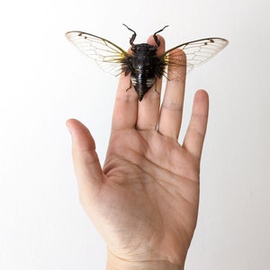 Real Framed Ghost Wing Cicada Cryptotympana Acuta Bug Frame Shadowbox ...
