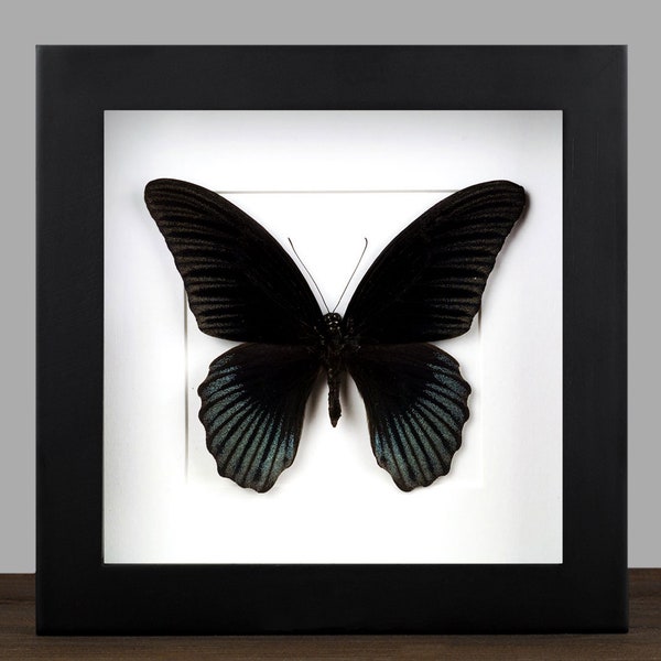 Black Butterfly - Etsy