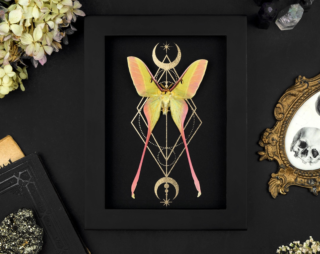 Framed Pink Luna Moth Shadow Box: Gothic Home Decor (20x15) - Etsy