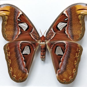 Real Atlas Moth Shadow Box Frame, Framed Attacus Atlas, Moth Taxidermy ...
