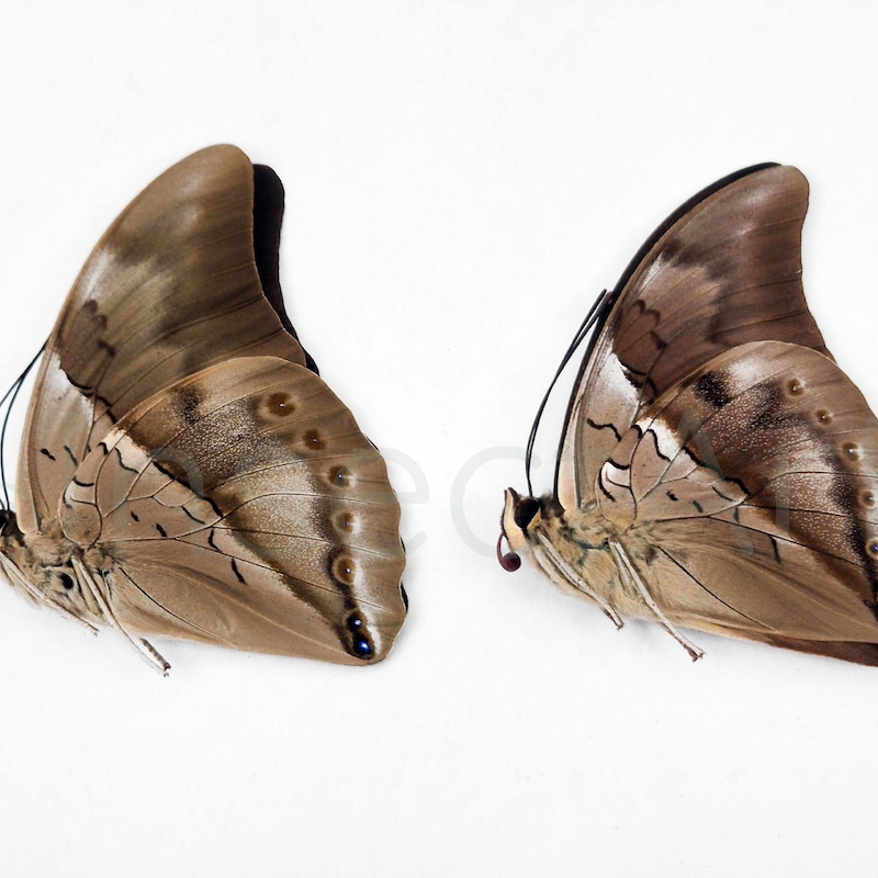 InsectArtShop - Etsy