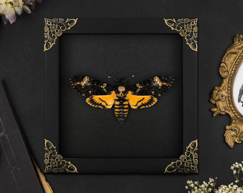 Real Framed Death Head Hawkmoth, Death Moth Butterfly Shadow Box ...