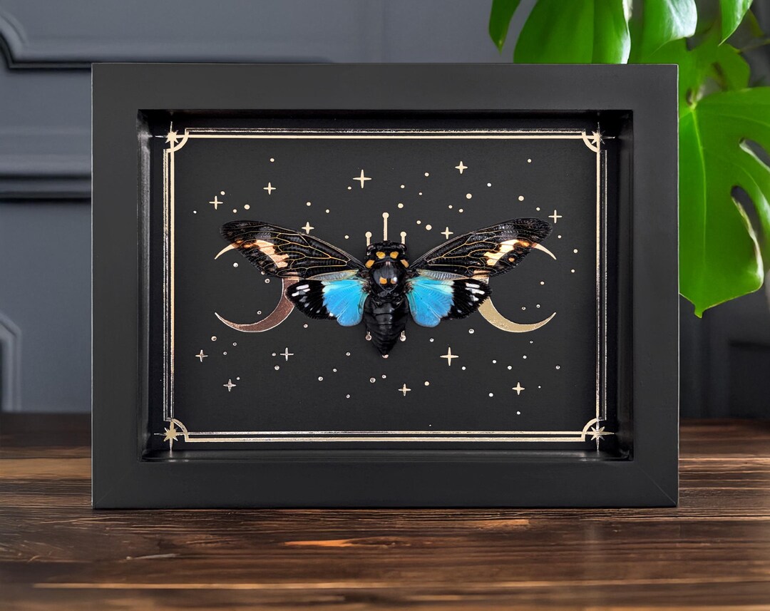 Real Blue Ghost Cicada in 8x6 Inch Gold Moon Print Frame, Oddities ...