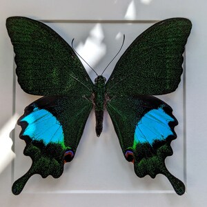 Real Framed Butterfly Papilio Paris Bug Display Taxidermy Wall Hanging ...