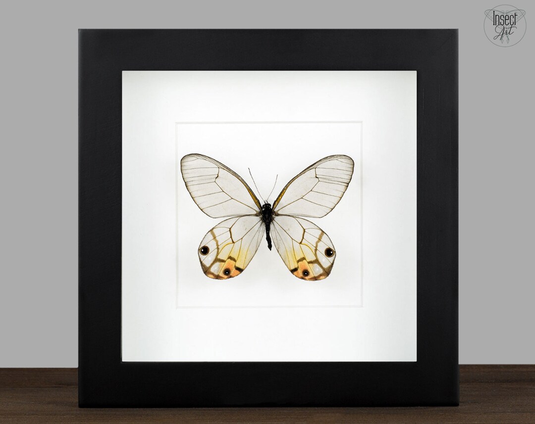 Real Framed Glasswing Butterfly Haetera Piera Display Taxidermy Wall ...