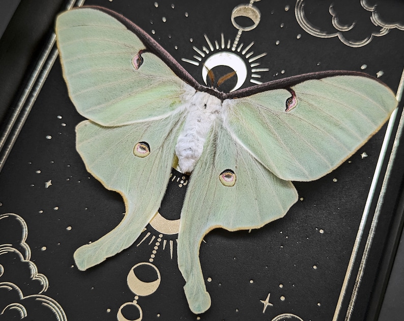 The Moon Tarot Real Luna Moth Style Framed Insect Bug Wall Art ...