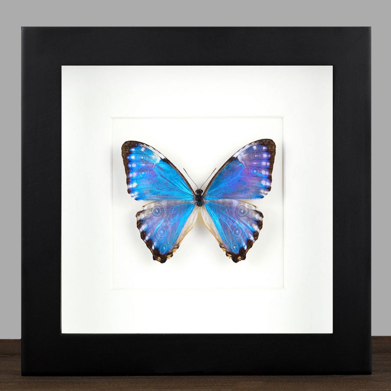 Reflective Butterfly - Etsy UK