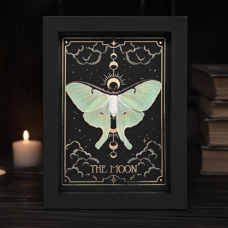 Lunar Moth Specimens - Etsy