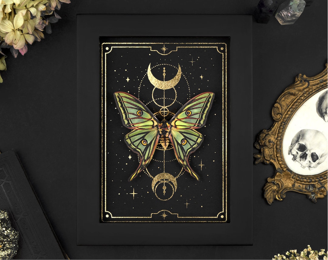 Real Framed Luna Moth Gold Tarot Print Spanish Moon Moth Box Frame ...