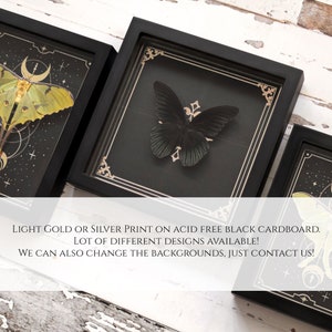 Real Framed Moth Urania Shadow Box Frame Insect Taxidermy Golden Moon ...