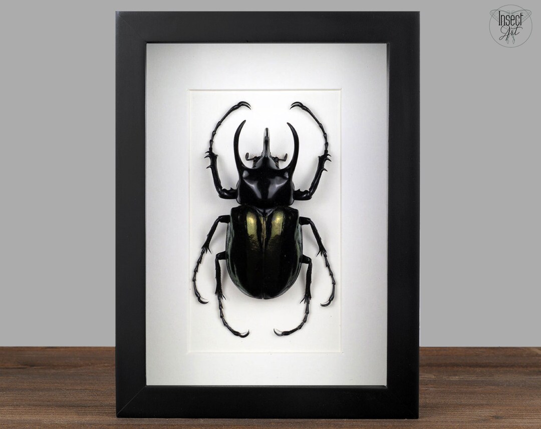 Real Framed Rhino Scarab Beetle Chalcosoma Atlas Shadow Box Insect ...