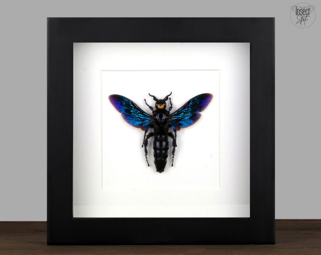 Real Framed Giant Wasp Megascolia Velutina Shadow Box Bug Frame ...