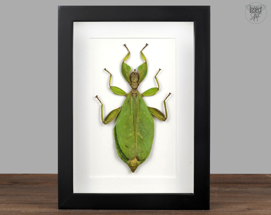 Real Framed Walking Leaf Insect Shadow Box Bug Frame Taxidermy ...