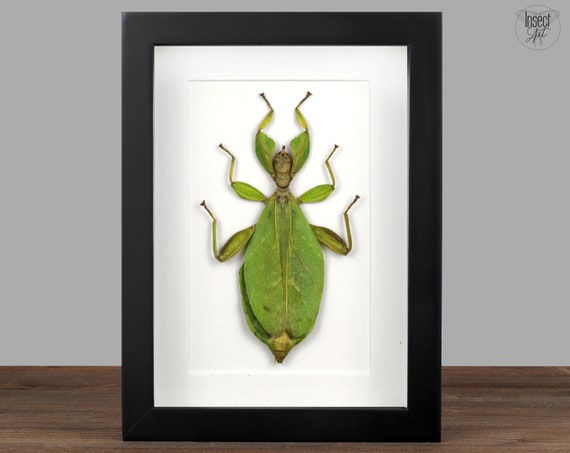 Bug Display Frame