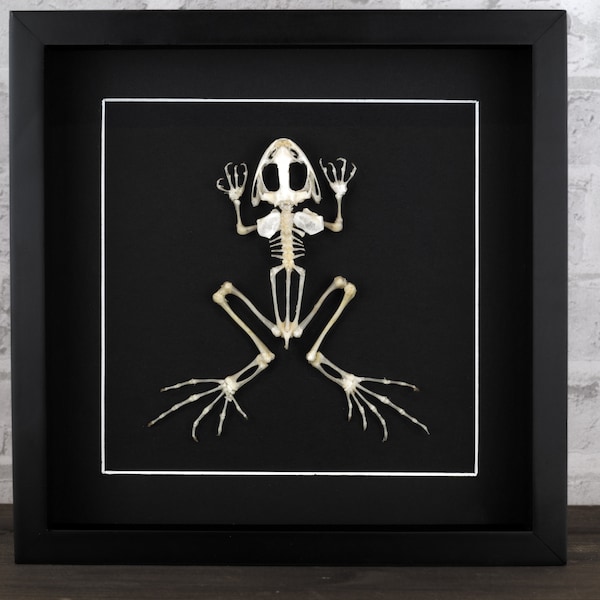 Frog Skeleton - Etsy