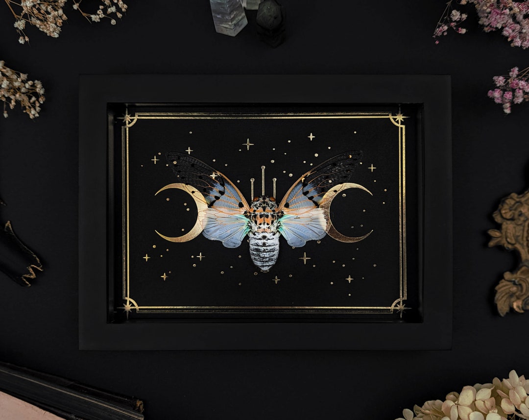 Real Framed Ghost Cicada Ayutha Spectabilis Shadow Box Frame Insect ...