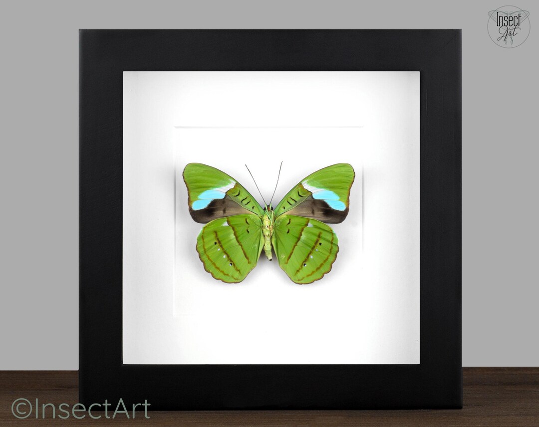 Real Framed Butterfly Olivewing Nessaea Hewitsoni in Shadow Box Frame ...