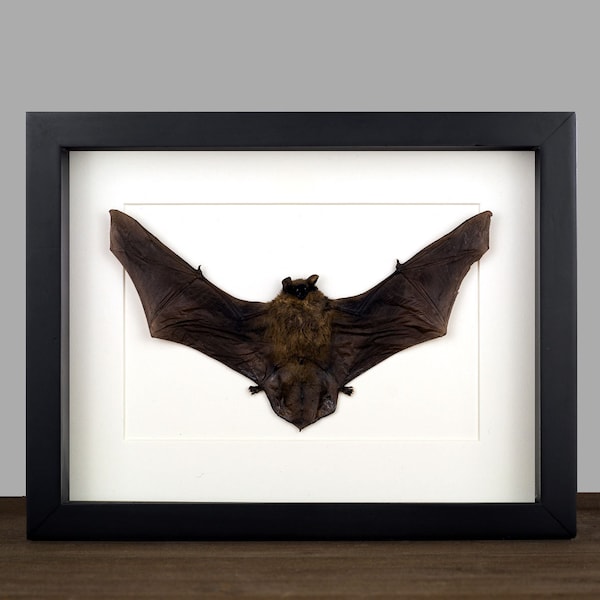 Taxidermy Bat - Etsy