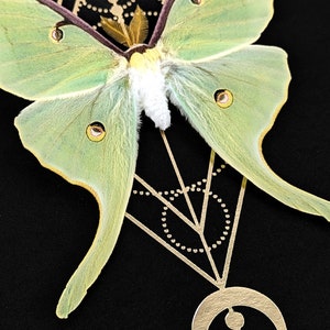 Framed Luna Moth Shadow Box: Gothic Crescent Moon Decor - Etsy