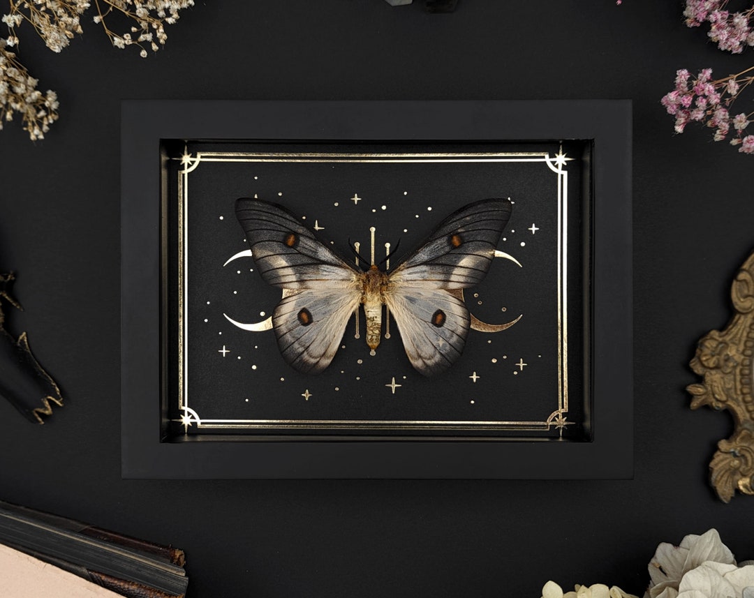 Real Framed Ghost Silk Moth Gold Tarot Print Ceranchia Apollina Dried ...