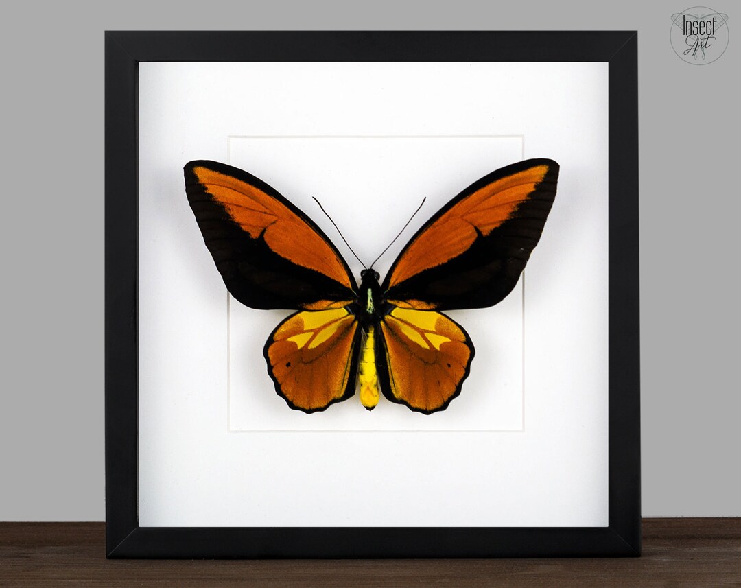 Real Framed Ornithoptera Croesus Shadow Box Bug Moth Frame Taxidermy ...