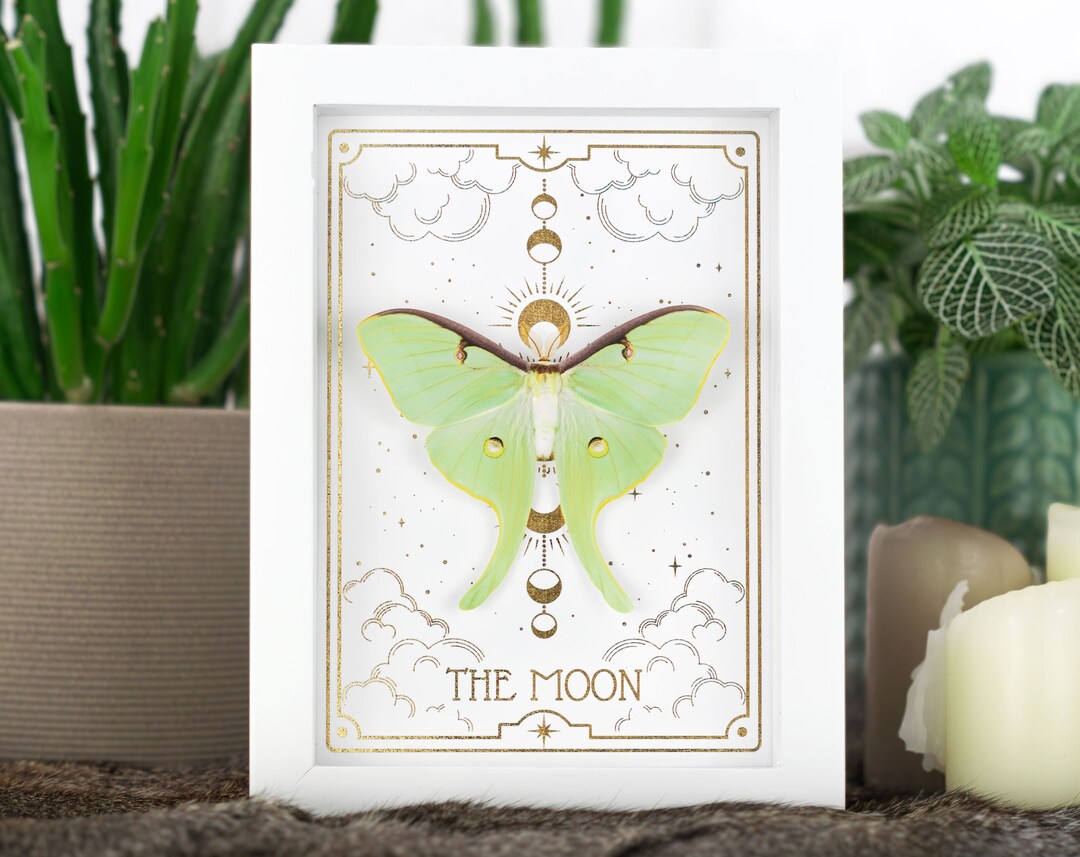 The Moon Tarot Real Luna Moth Style Framed Insect Bug Wall Art ...