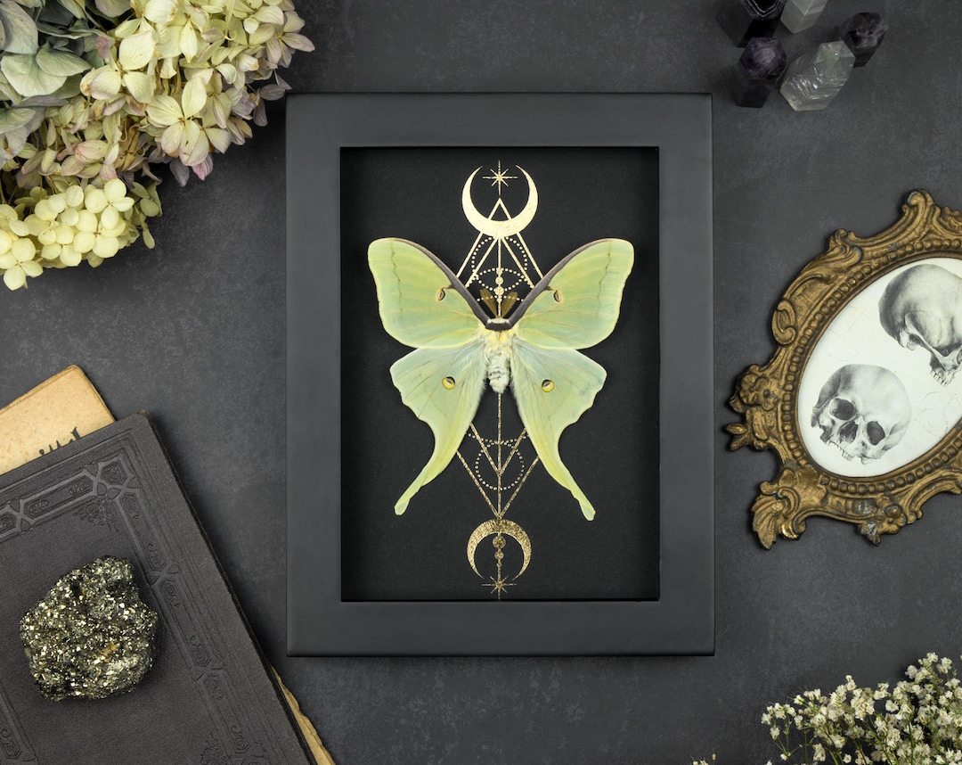 Framed REAL Actias Luna Moth Shadow Box Frame Taxidermy Golden - Etsy ...