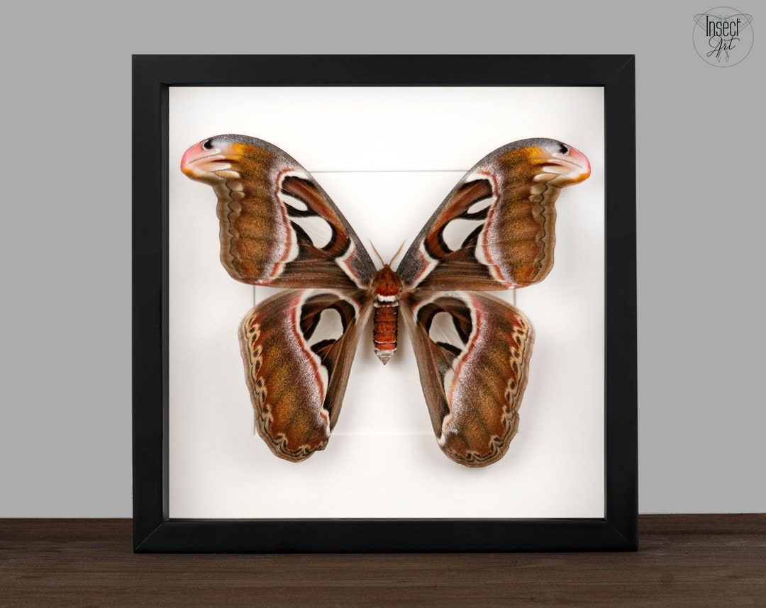 Real Atlas Moth Shadow Box Frame, Framed Attacus Atlas, Moth Taxidermy ...
