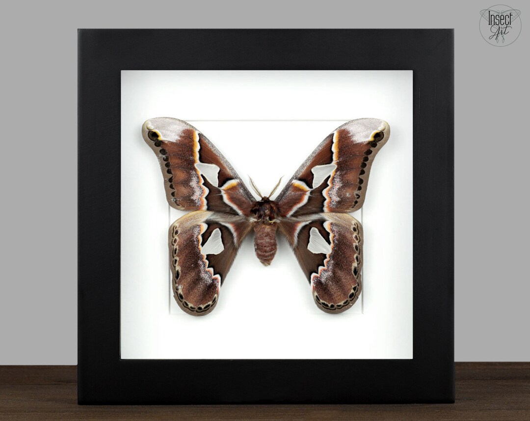 Framed Moon Moth: Rothschildia Orizaba Shadow Box Display - Etsy