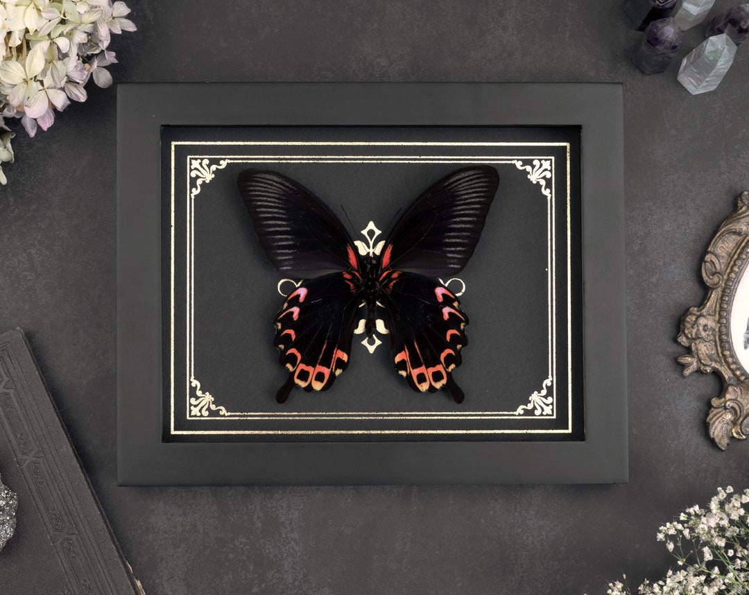 Real Framed Butterfly Papilio Deiphobus Shadowbox Ornament Gold Print ...