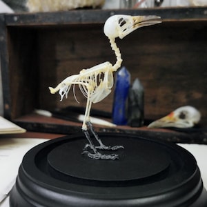 Real Bird Skeleton in Glass Dome Preserved Real Animal Bones Taxidermy ...