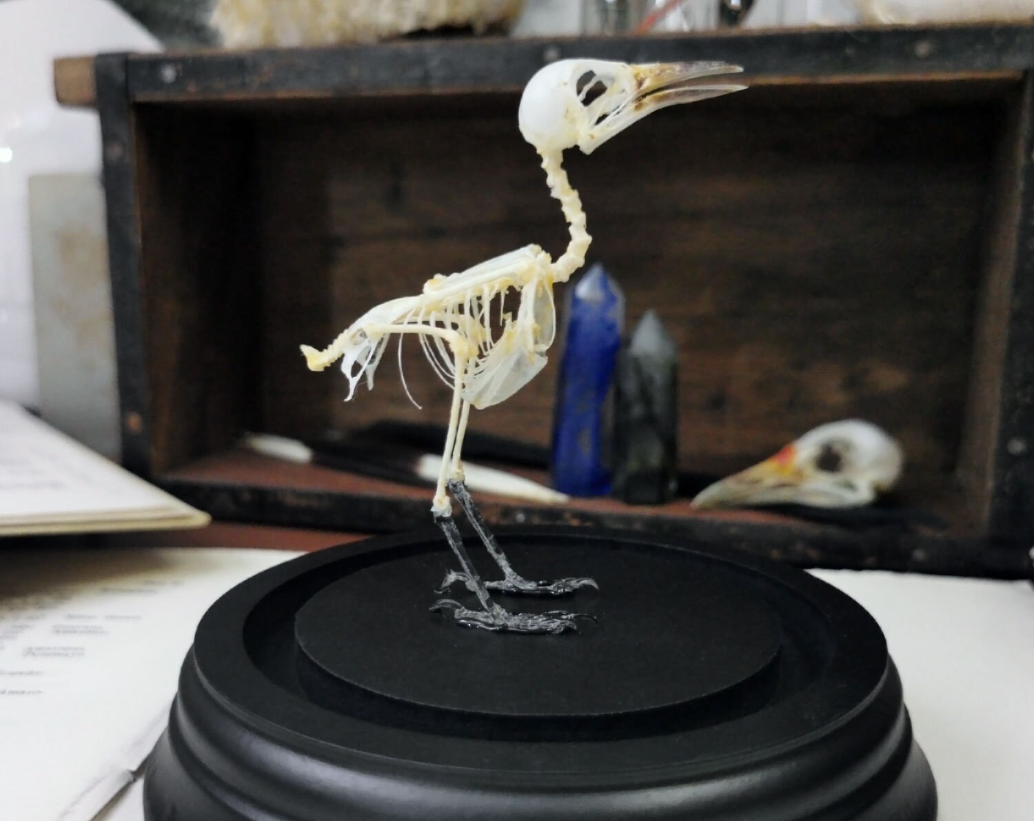 Real Bird Skeleton in Glass Dome Preserved Real Animal Bones Taxidermy ...